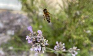 Best Honey Ratings & Quality Indicators Explained | The Beekeeping Craft