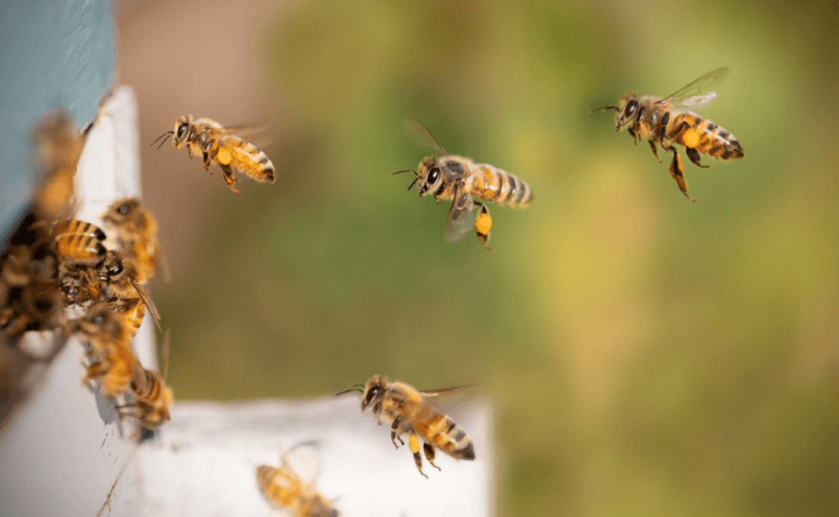 Beekeeping Seasonal Guide