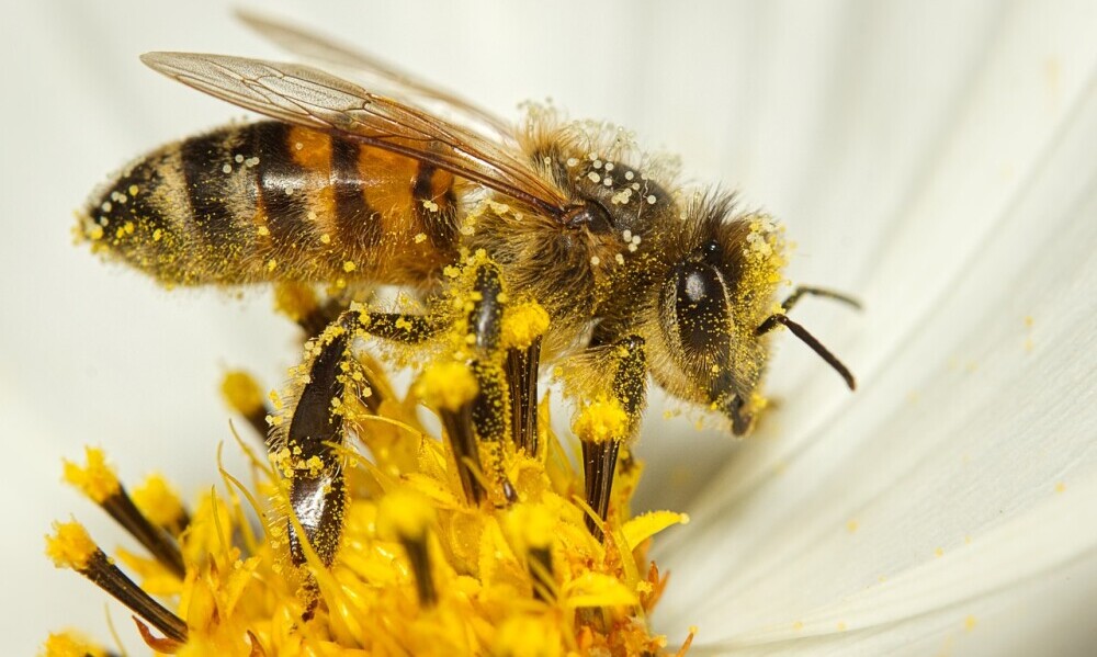 Honey Bee Biology And Behaviour | The Beekeeping Craft