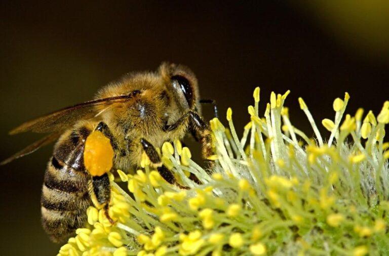 Honey Bee Biology And Behaviour