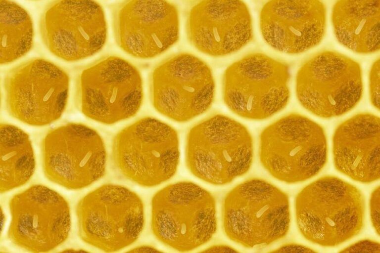 What You See Inside The Hive: A Beginner’s Visual Guide