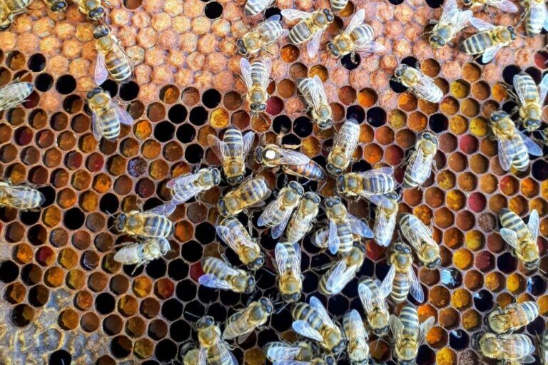 What You See Inside The Hive: A Beginner’s Visual Guide