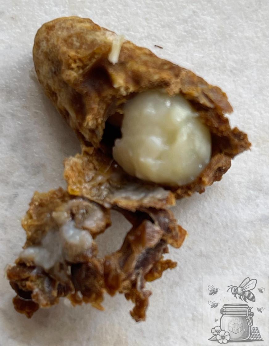 Royal Jelly: The Hive’s Most Powerful and Perishable Food